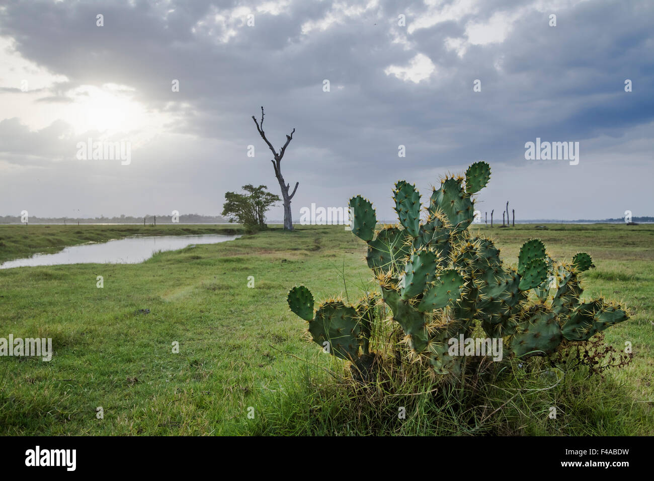 Swamp landscape in Arugam bay lagoon, Sri Lanka Stock Photo - Alamy