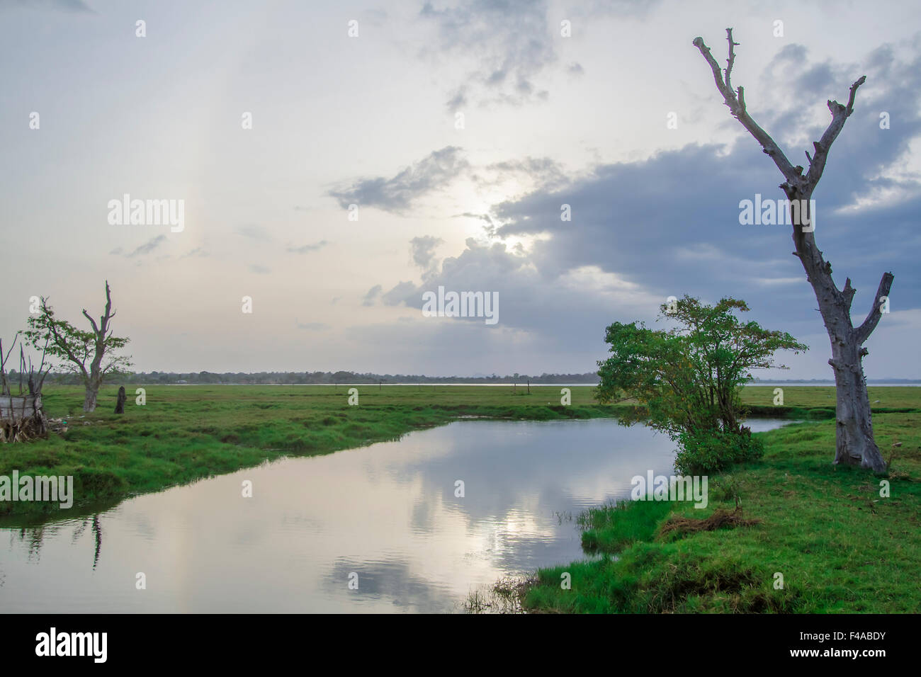 Swamp landscape in Arugam bay lagoon, Sri Lanka Stock Photo - Alamy