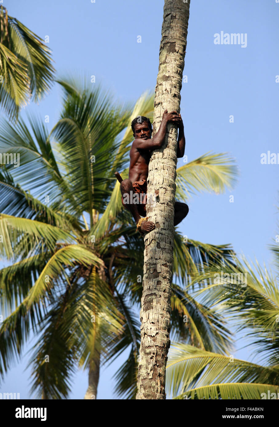 The man on a palm tree Stock Photo - Alamy