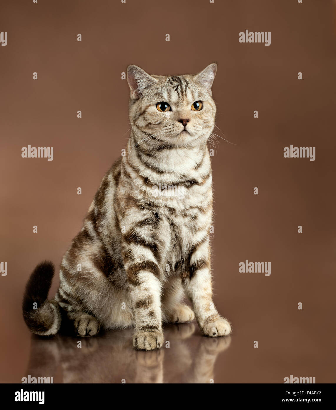Full grown cat hi-res stock photography and images - Alamy
