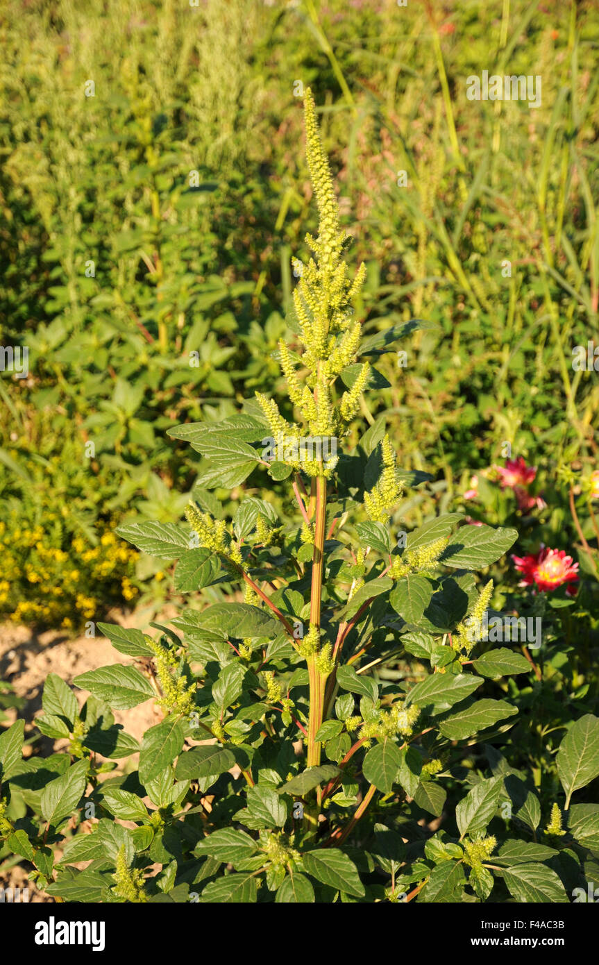 Amaranthus blume hi-res stock photography and images - Alamy