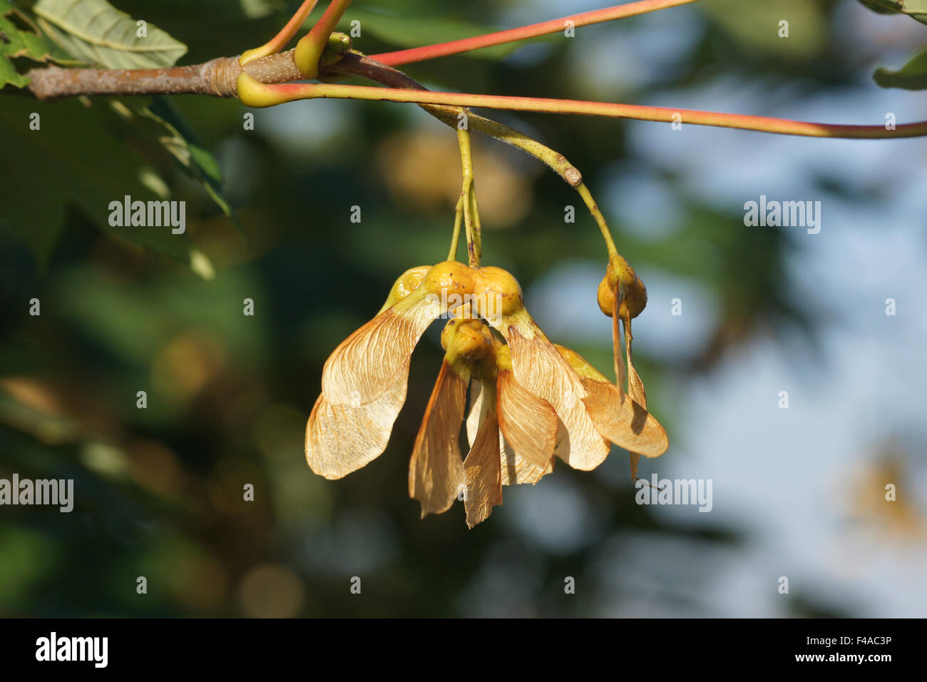 Sycamore seeds hi-res stock photography and images - Alamy