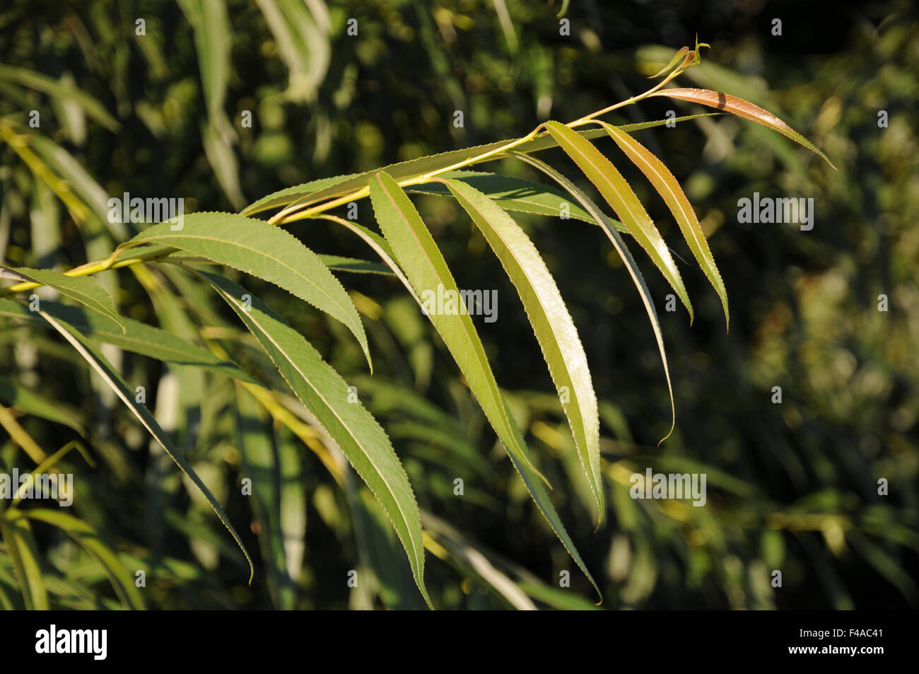 Silberweiden shrub hi-res stock photography and images - Alamy