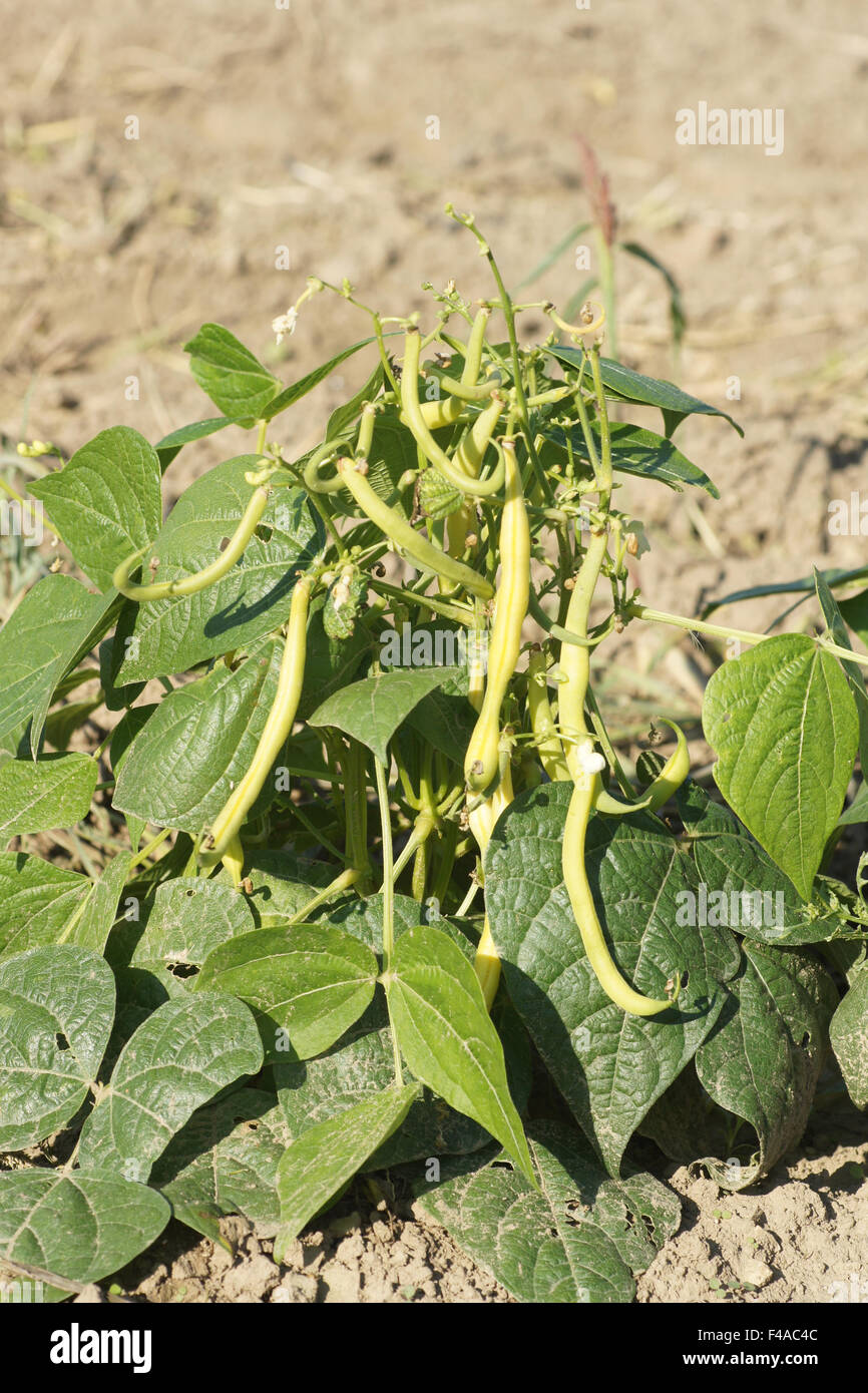 Bean blossoms hi-res stock photography and images - Alamy