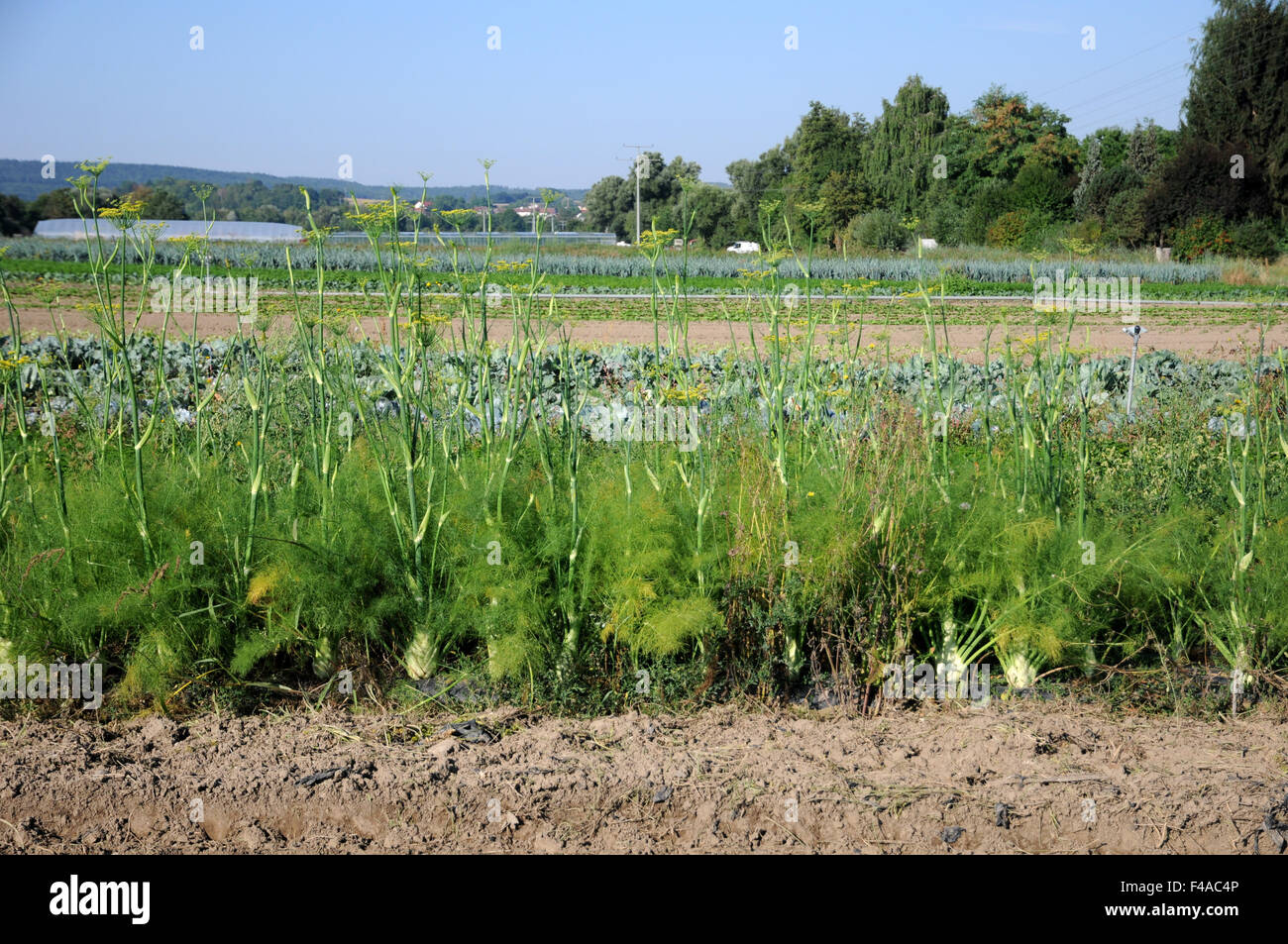 Fennel bulb flowering hi-res stock photography and images - Alamy