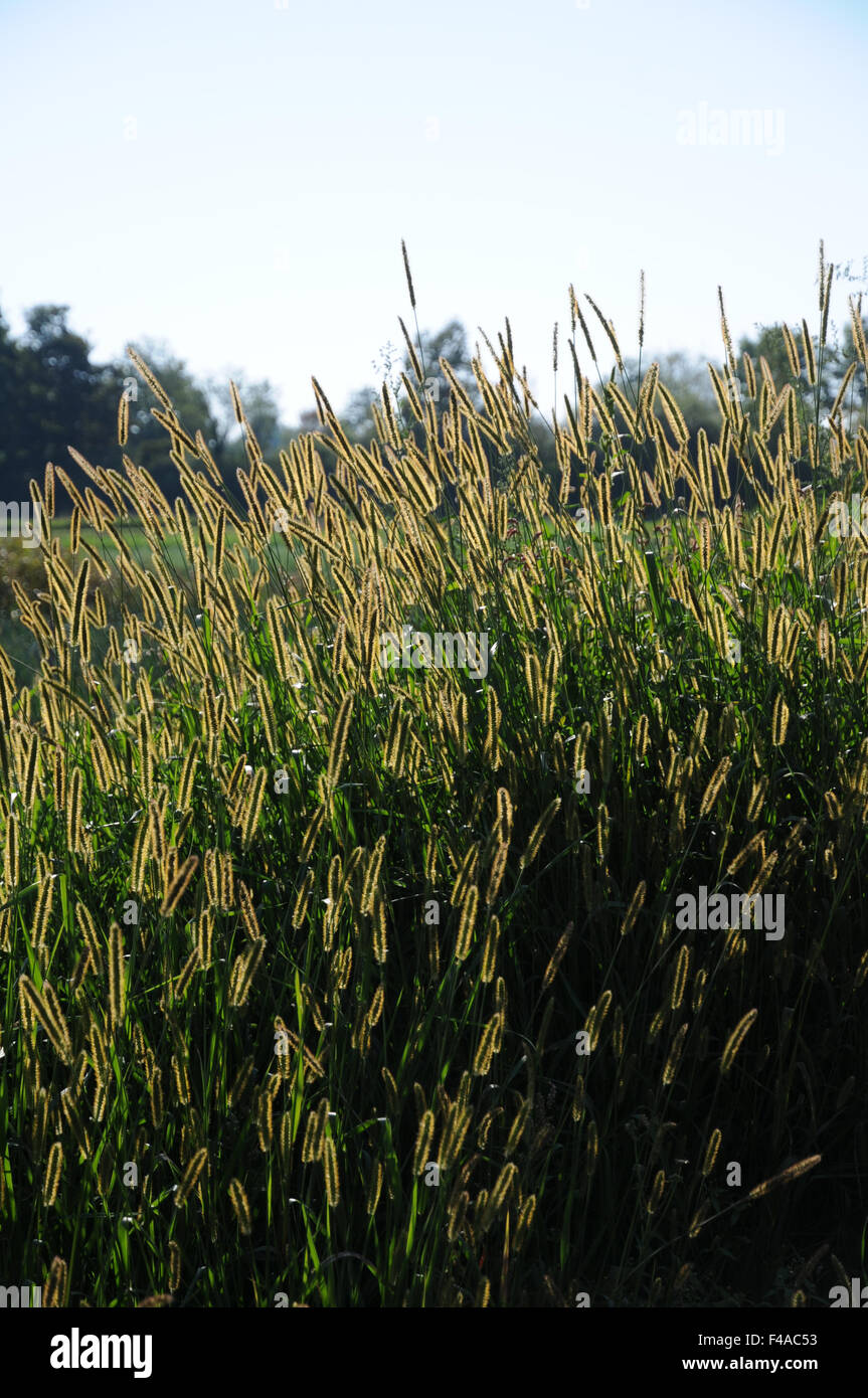 Foxtail millet crop hi-res stock photography and images - Alamy