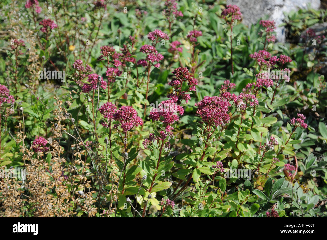 Orpine hi-res stock photography and images - Alamy