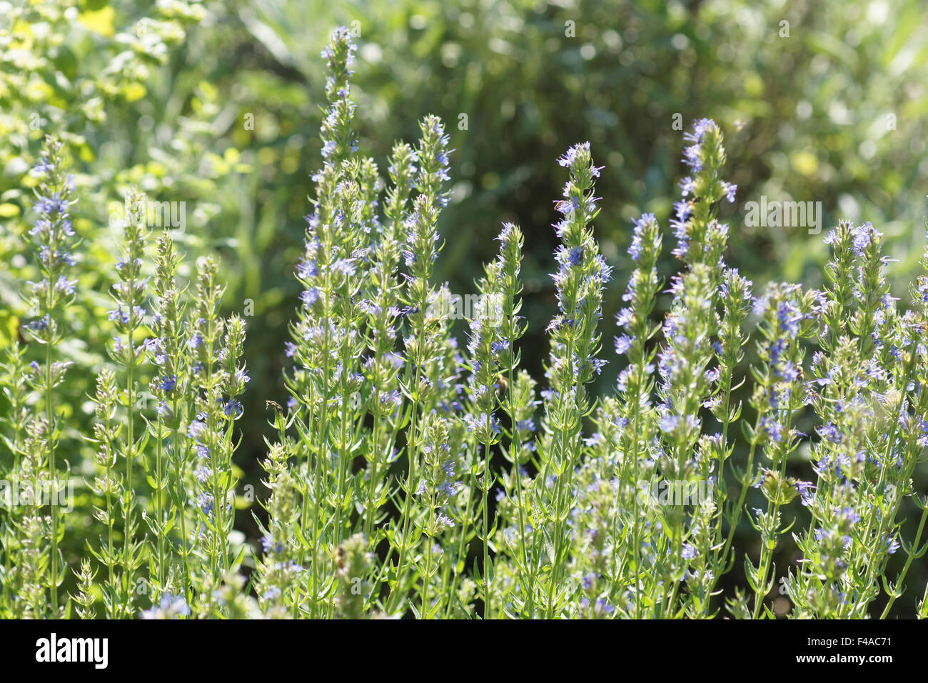 Ysop flower hi-res stock photography and images - Alamy