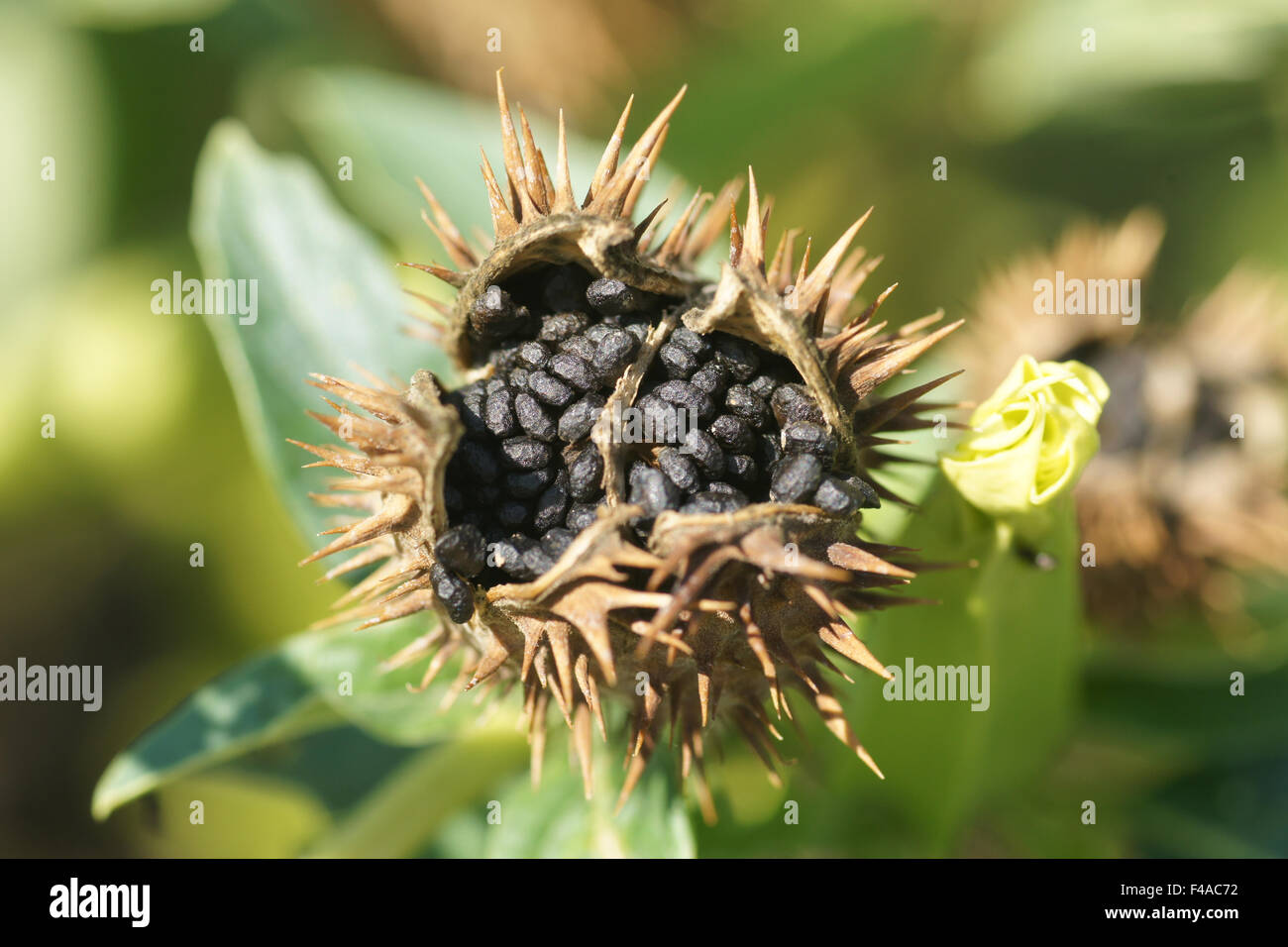Loco weed hi-res stock photography and images - Alamy