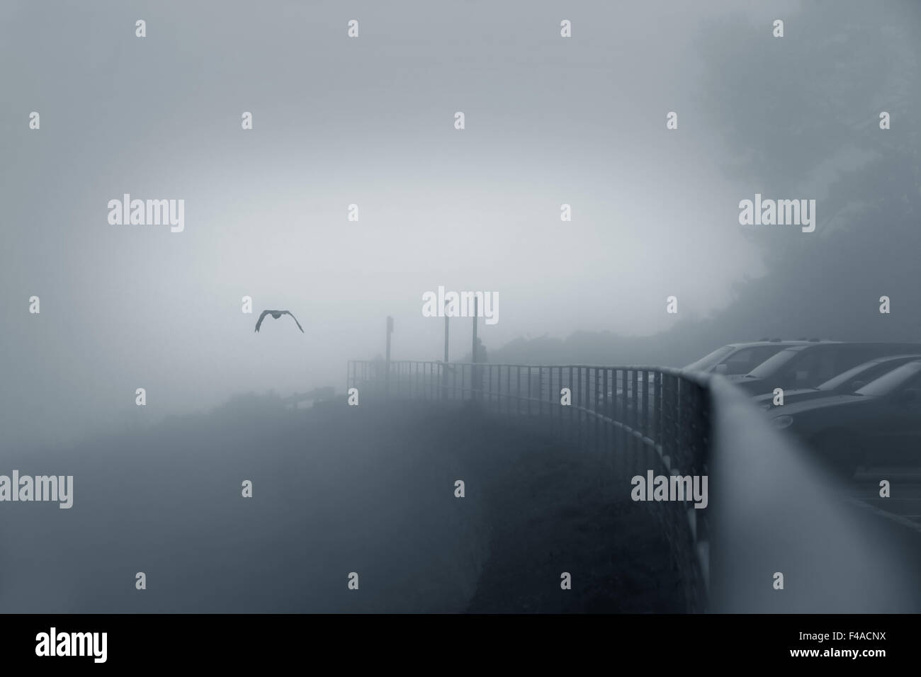 Bird in a fog Stock Photo - Alamy