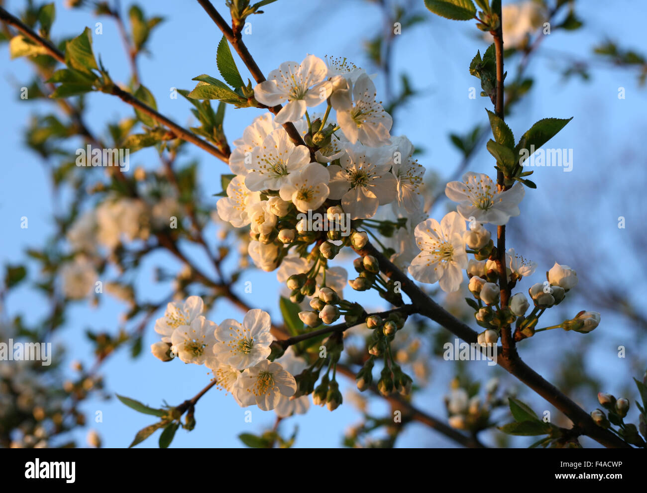 Flower of cherry Stock Photo - Alamy
