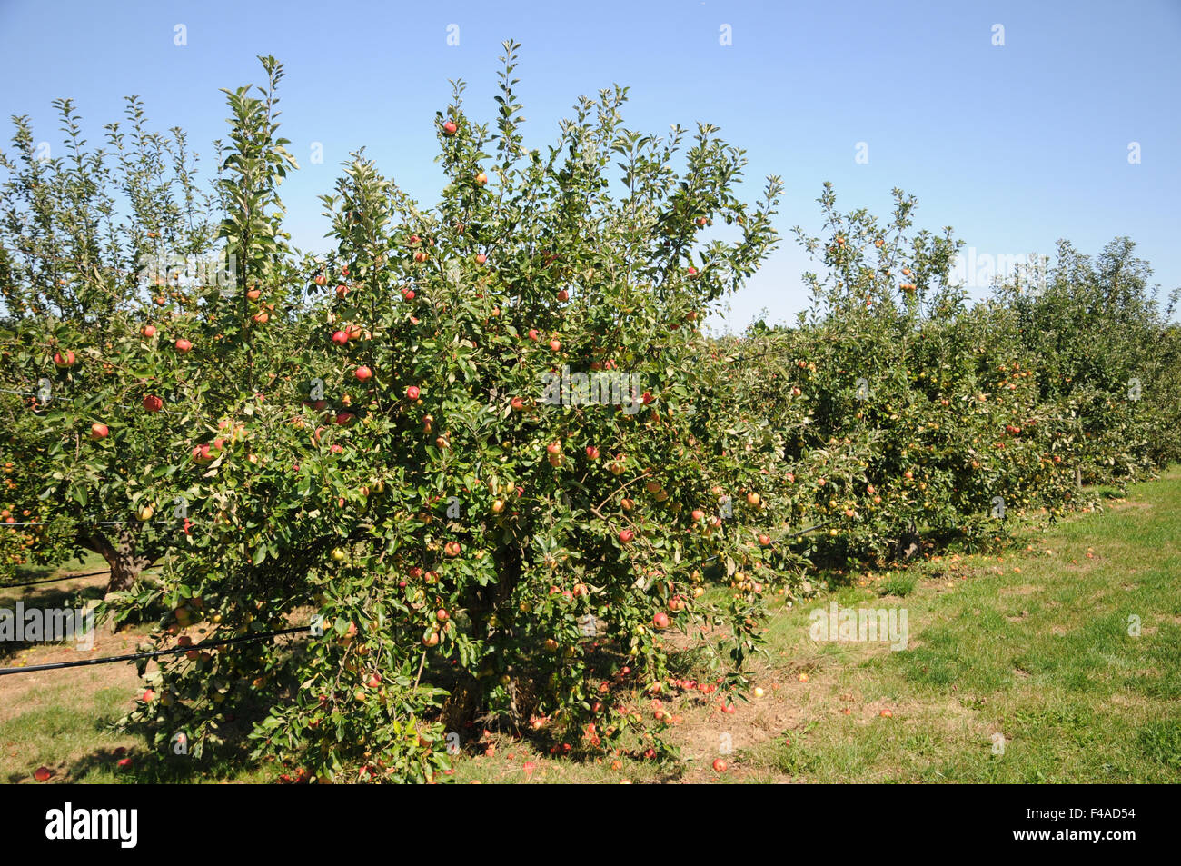 James grieve apples tree hi-res stock photography and images - Alamy