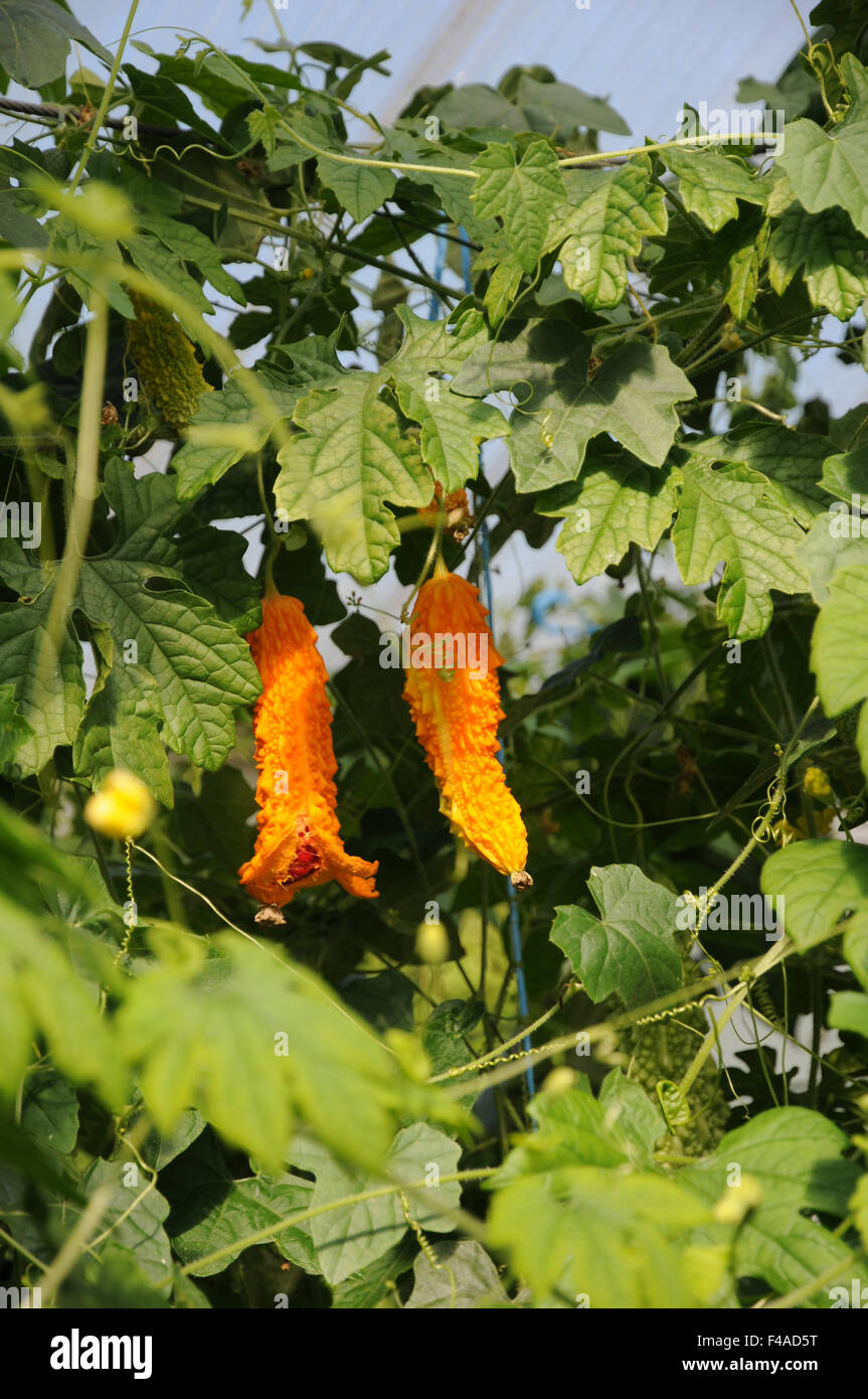 Bitter cucumber hi-res stock photography and images - Alamy
