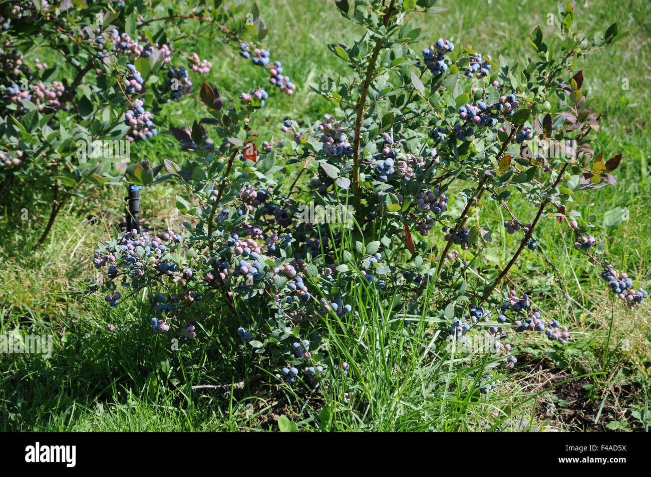 Huckleberry Stock Photo - Alamy