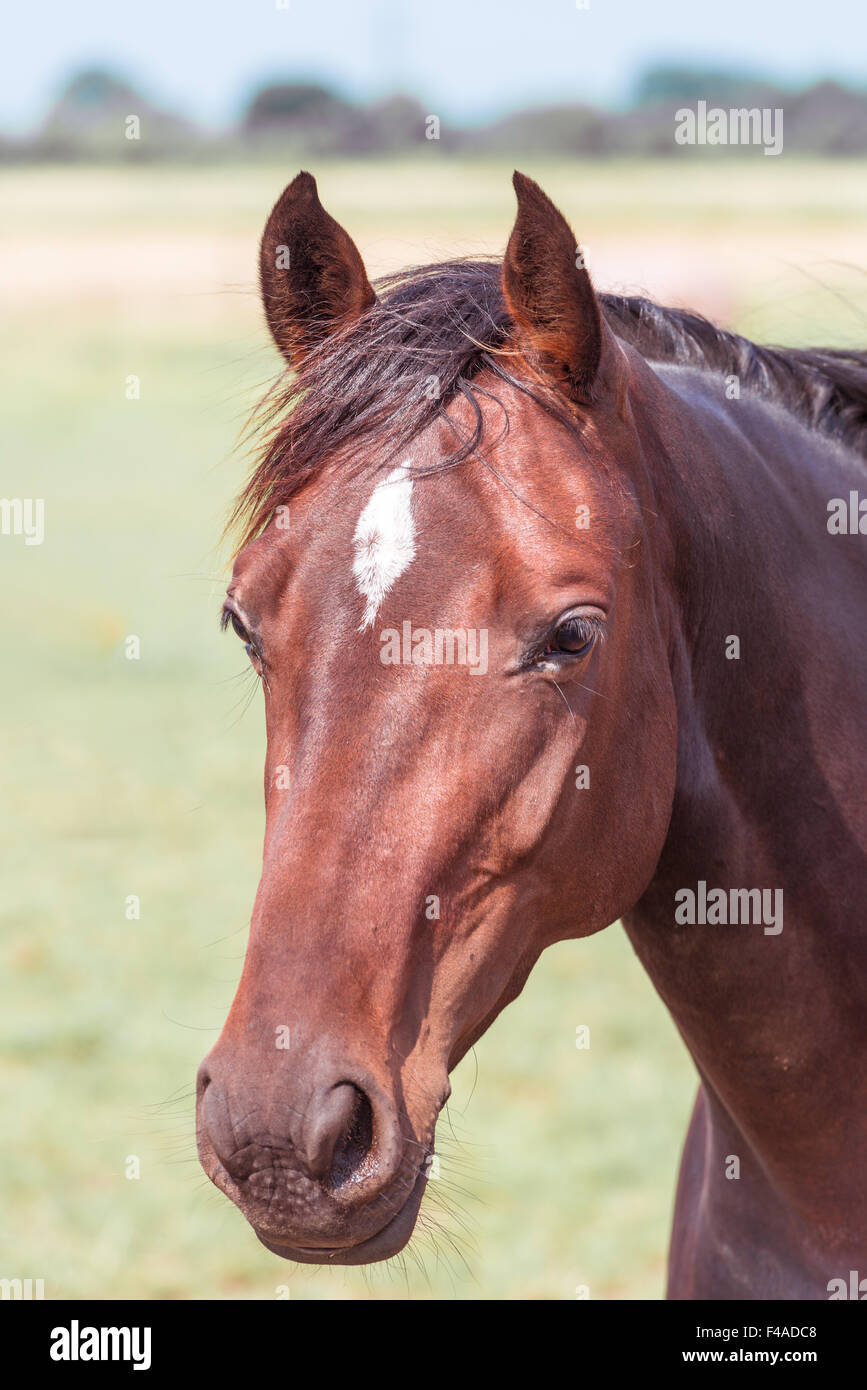 Pferde seitenansicht hi-res stock photography and images - Alamy