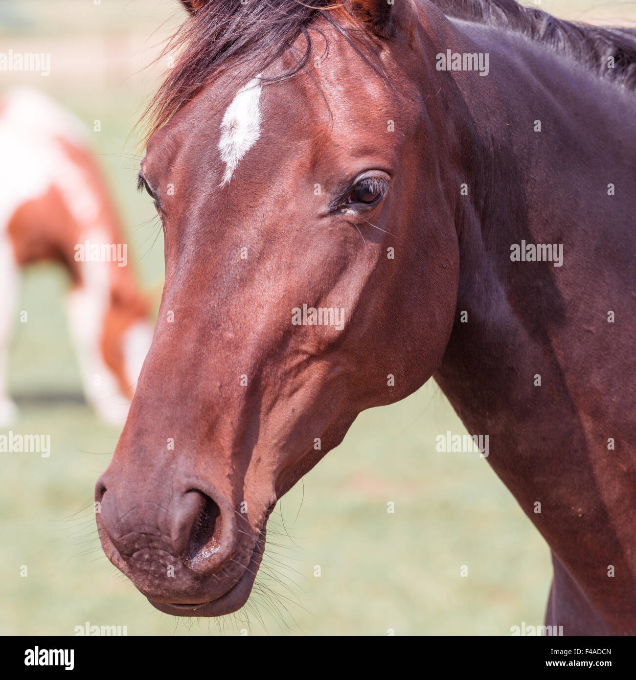 Pferde seitenansicht hi-res stock photography and images - Alamy