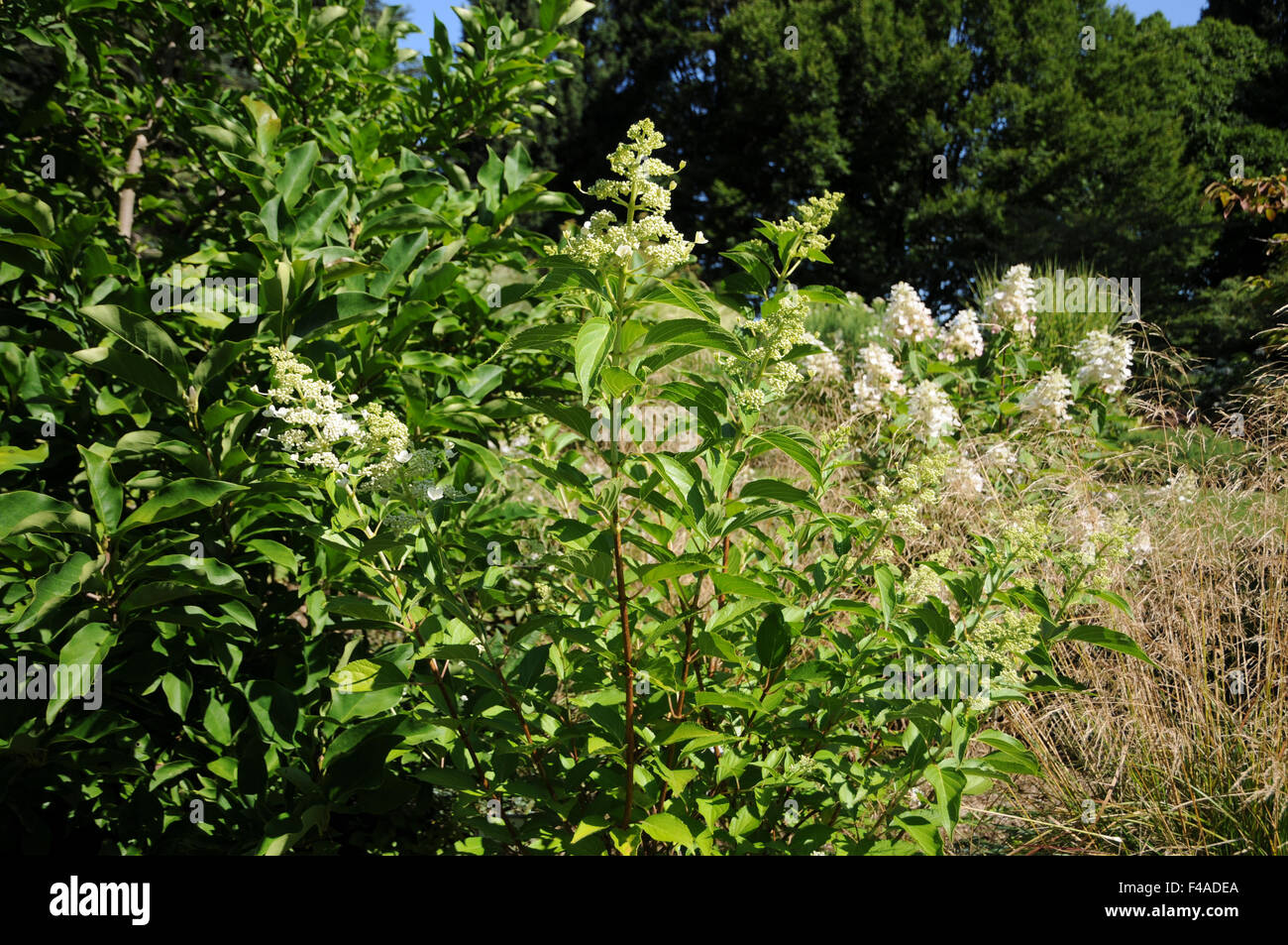 Hydrangea paniculata kyushu hi-res stock photography and images - Alamy