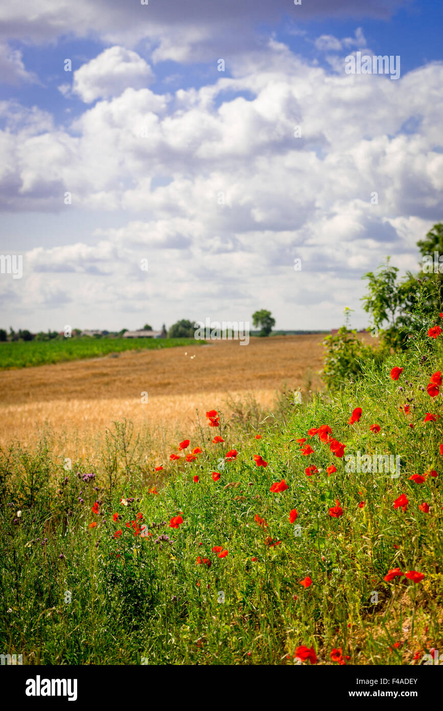 summer in Poland Stock Photo - Alamy