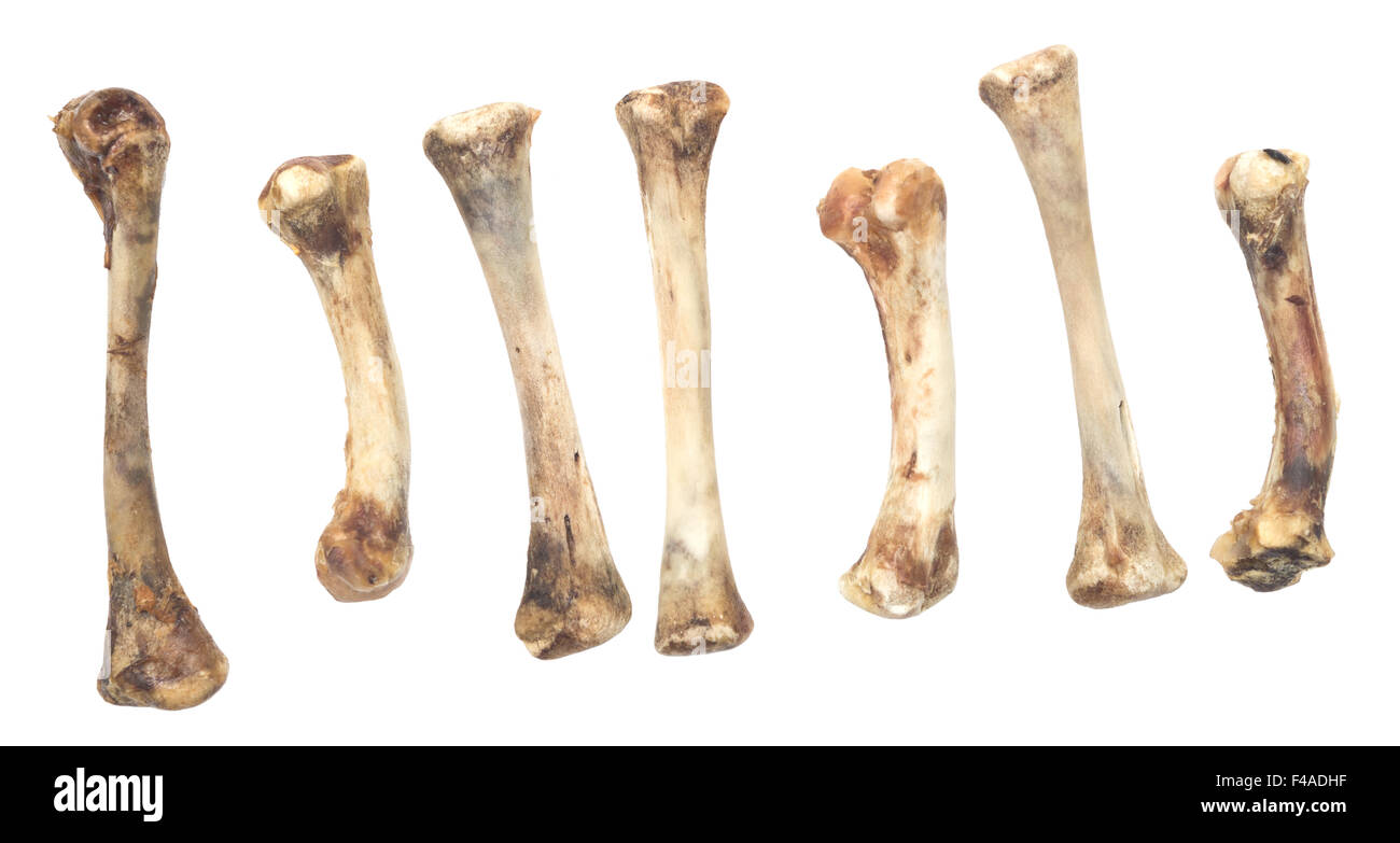 Chicken skeleton hi-res stock photography and images - Alamy