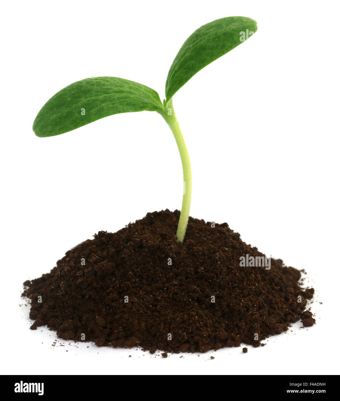 Pumpkin seedling on soil over white background Stock Photo - Alamy