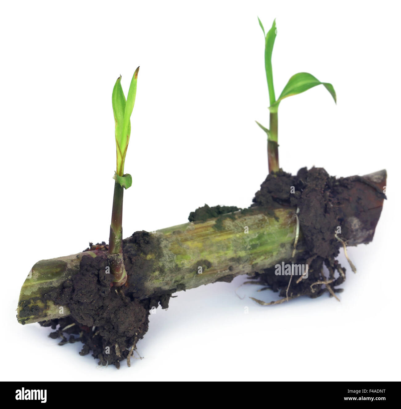 Seedling of sugarcane over white background Stock Photo - Alamy