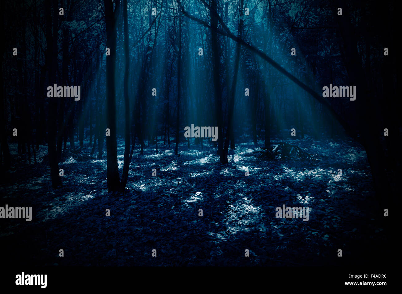 Night forest with moonlight rays Stock Photo - Alamy