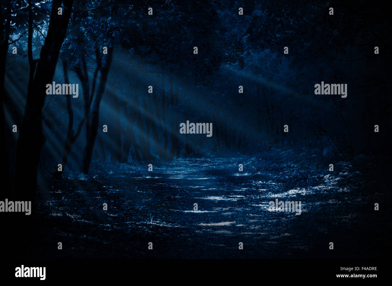 Night forest with moonlight rays Stock Photo - Alamy
