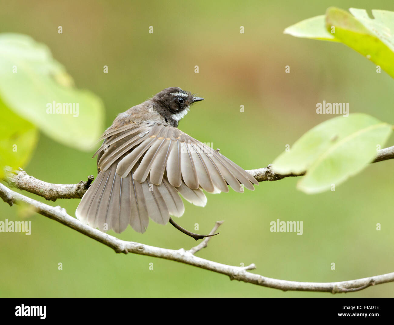 Warblers are small insectivorous birds belonging mainly to the genus ...