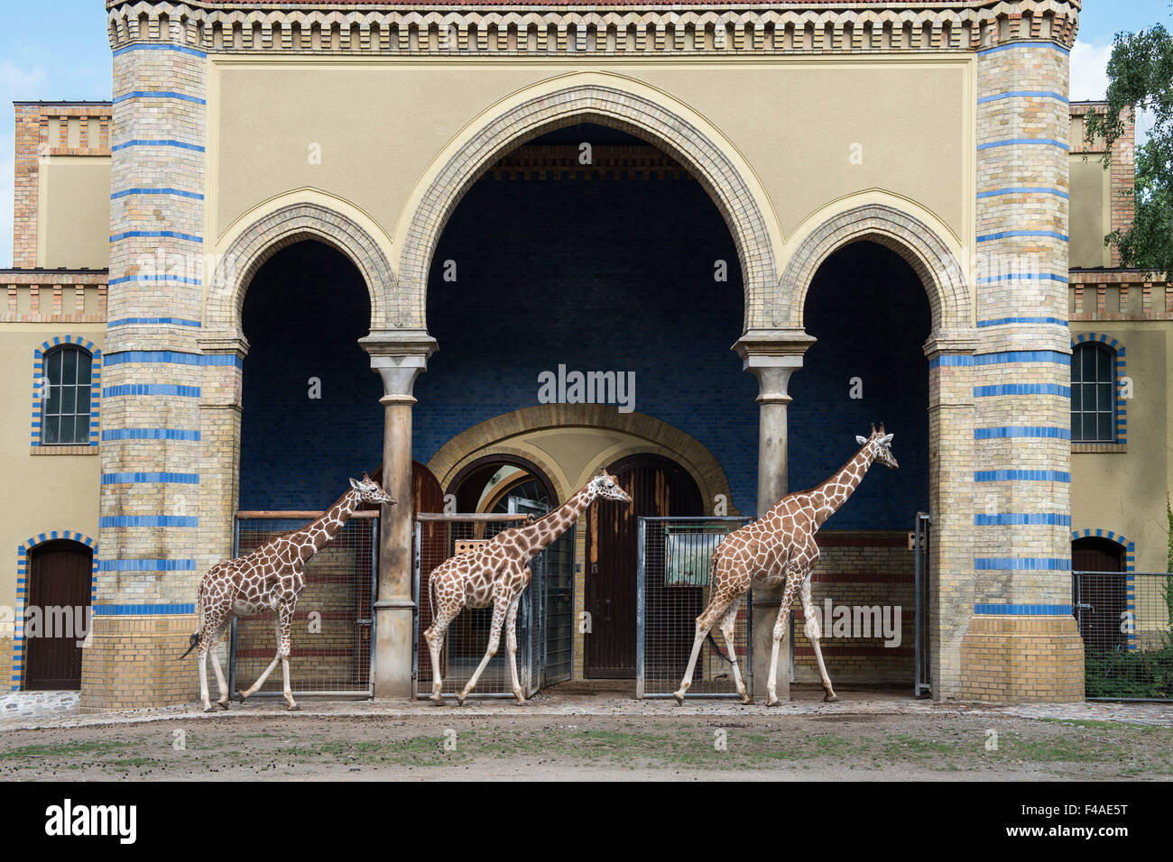 Berlin Zoo Giraffe Stock Photos & Berlin Zoo Giraffe Stock Images - Alamy