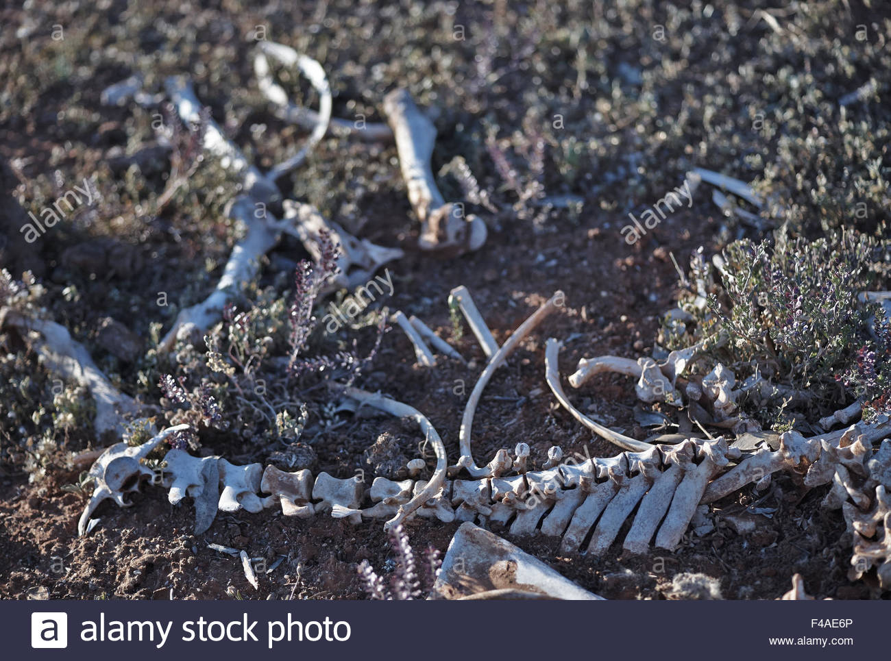 Skeletal Remains Stock Photos & Skeletal Remains Stock Images - Alamy