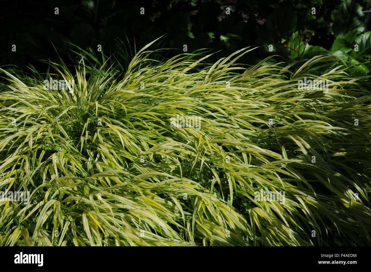 Japanese forest grass hi-res stock photography and images - Alamy