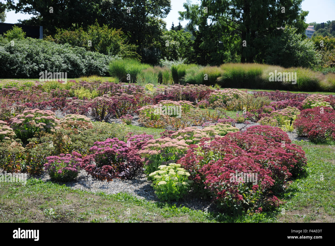 Hylotelephium spectabile hi-res stock photography and images - Alamy