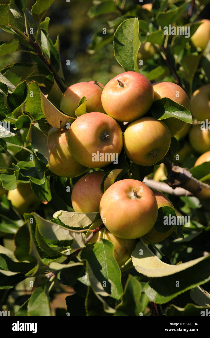 Topaz apple malus hi-res stock photography and images - Alamy