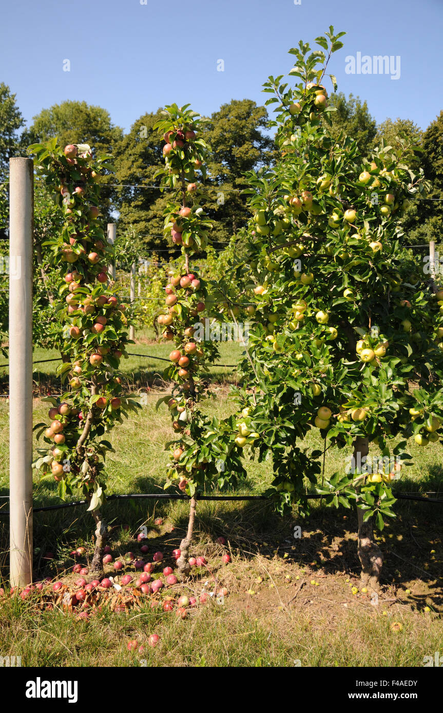 Columnar apple tree Stock Photo - Alamy