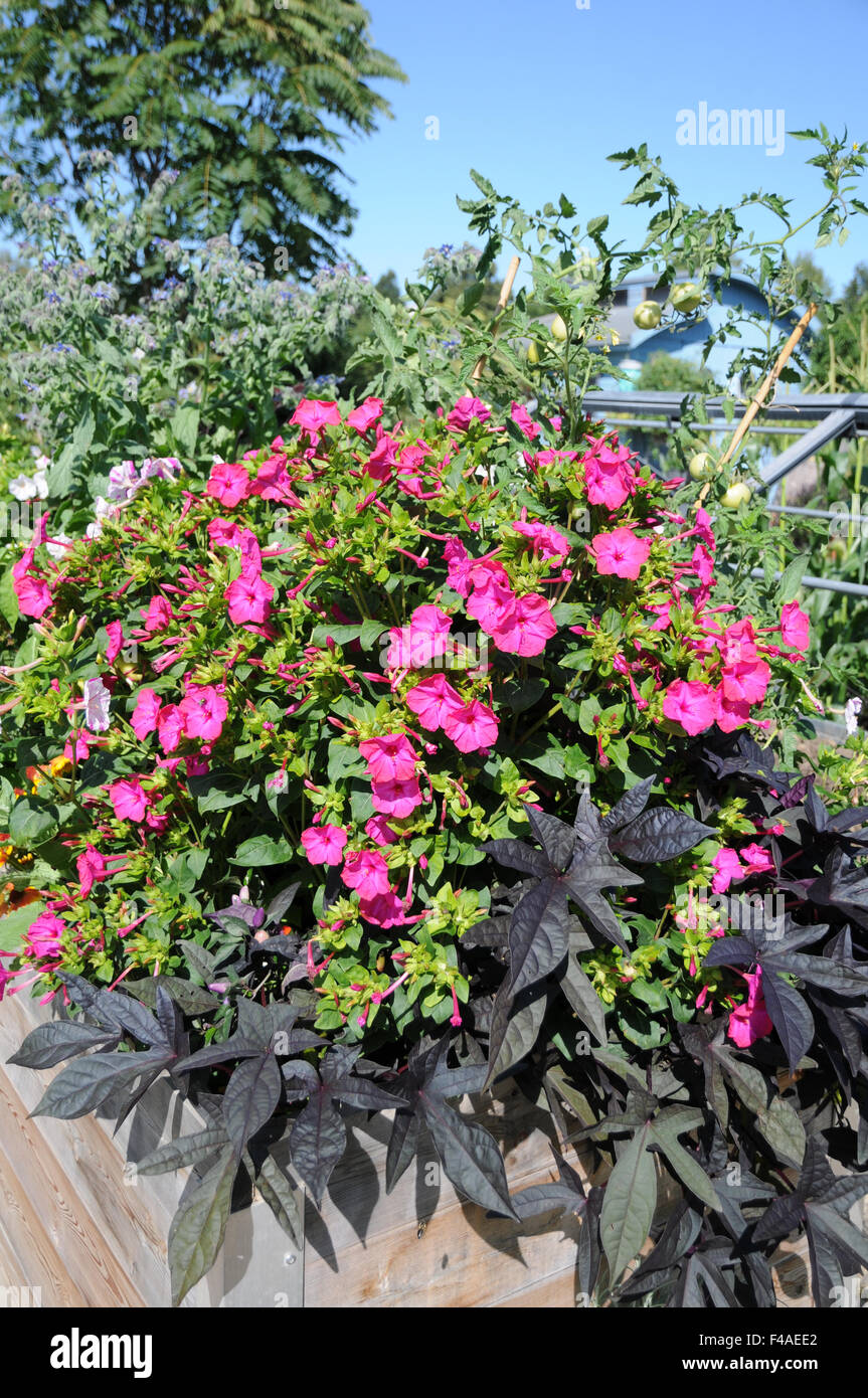 Four o clock plant Stock Photo - Alamy