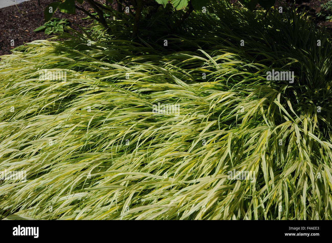Japanese forest grass hi-res stock photography and images - Alamy