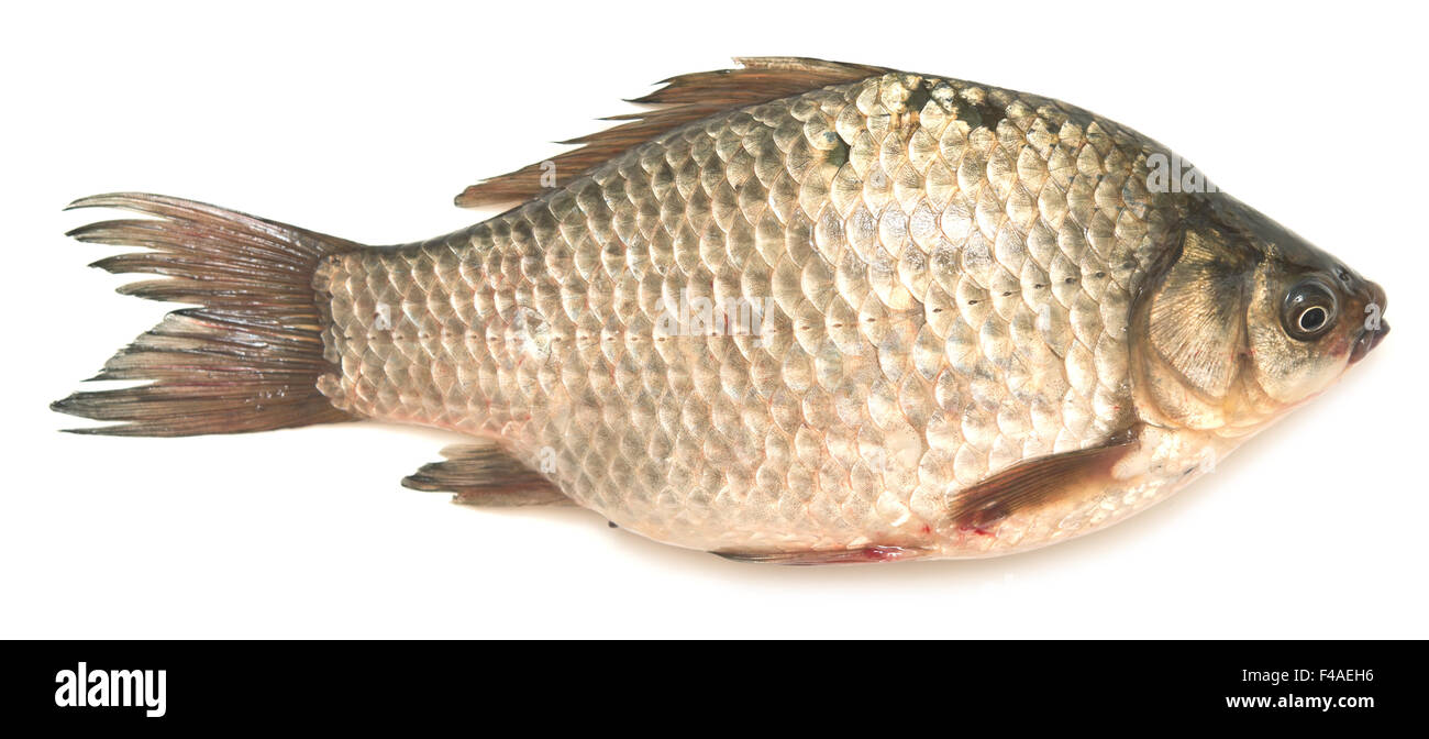 Underwater carp Cut Out Stock Images & Pictures - Alamy