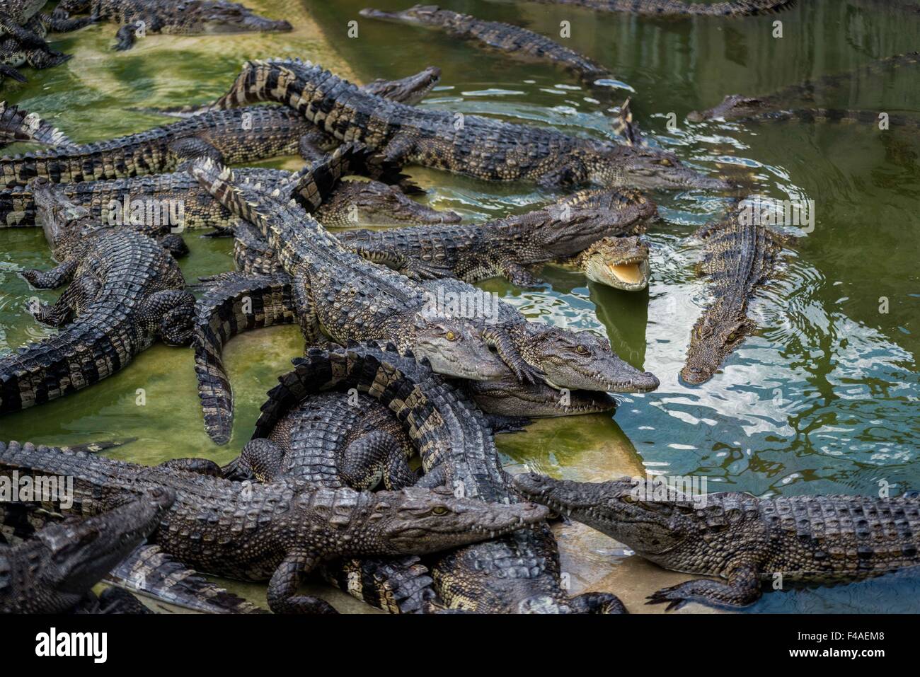 Largest crocodile hi-res stock photography and images - Alamy