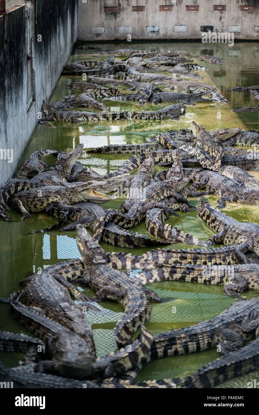 Worlds largest crocodile farm hi-res stock photography and images - Alamy