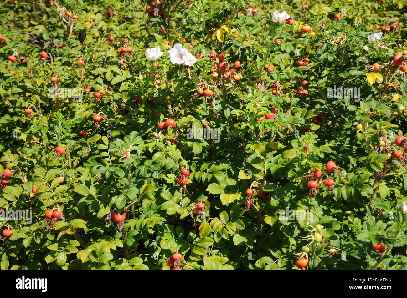 Rosa rugosa alba hi-res stock photography and images - Alamy