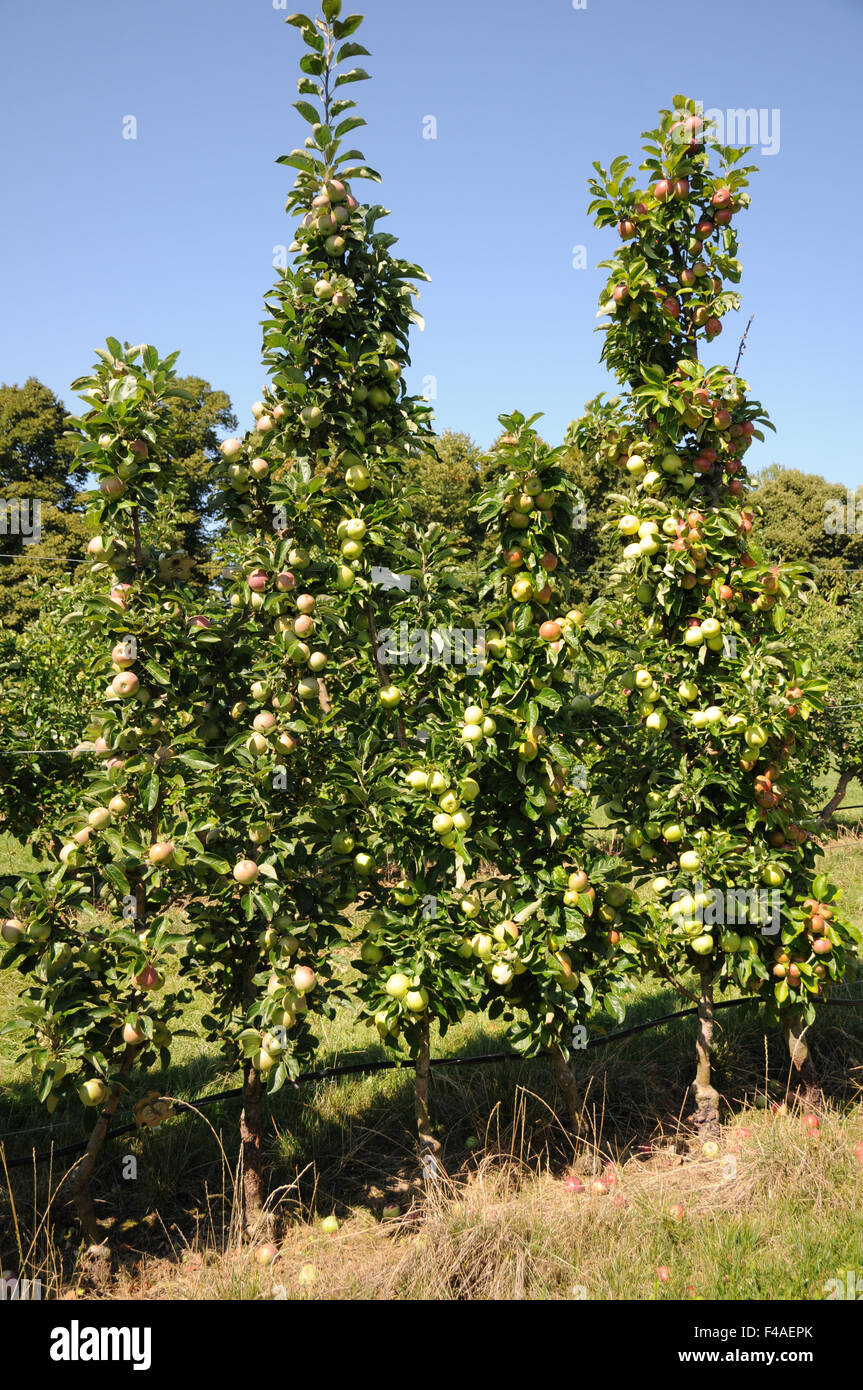 Columnar apple tree Stock Photo - Alamy