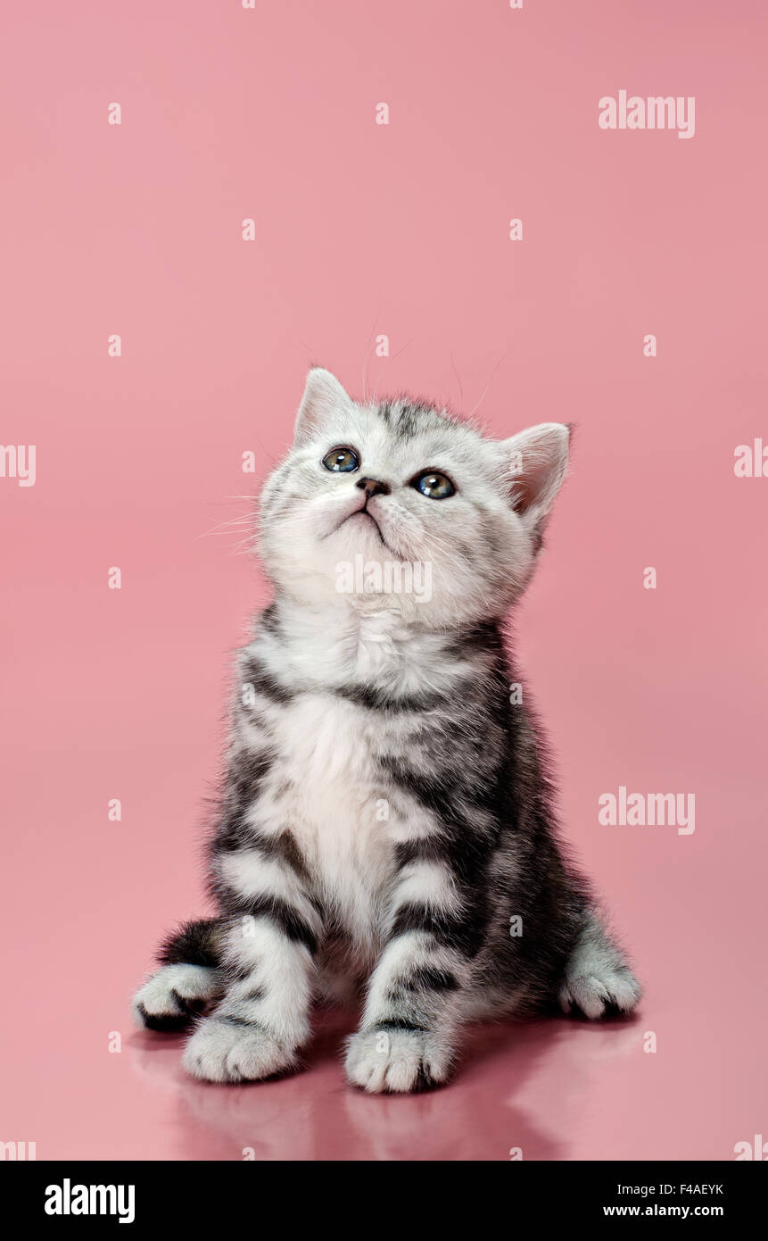 Kitten vertical hi-res stock photography and images - Alamy