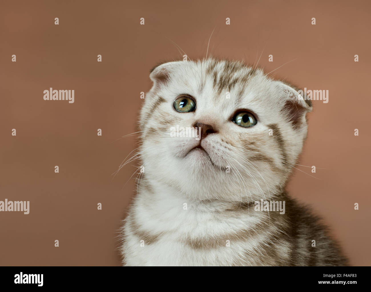 Cutie kitten hi-res stock photography and images - Alamy