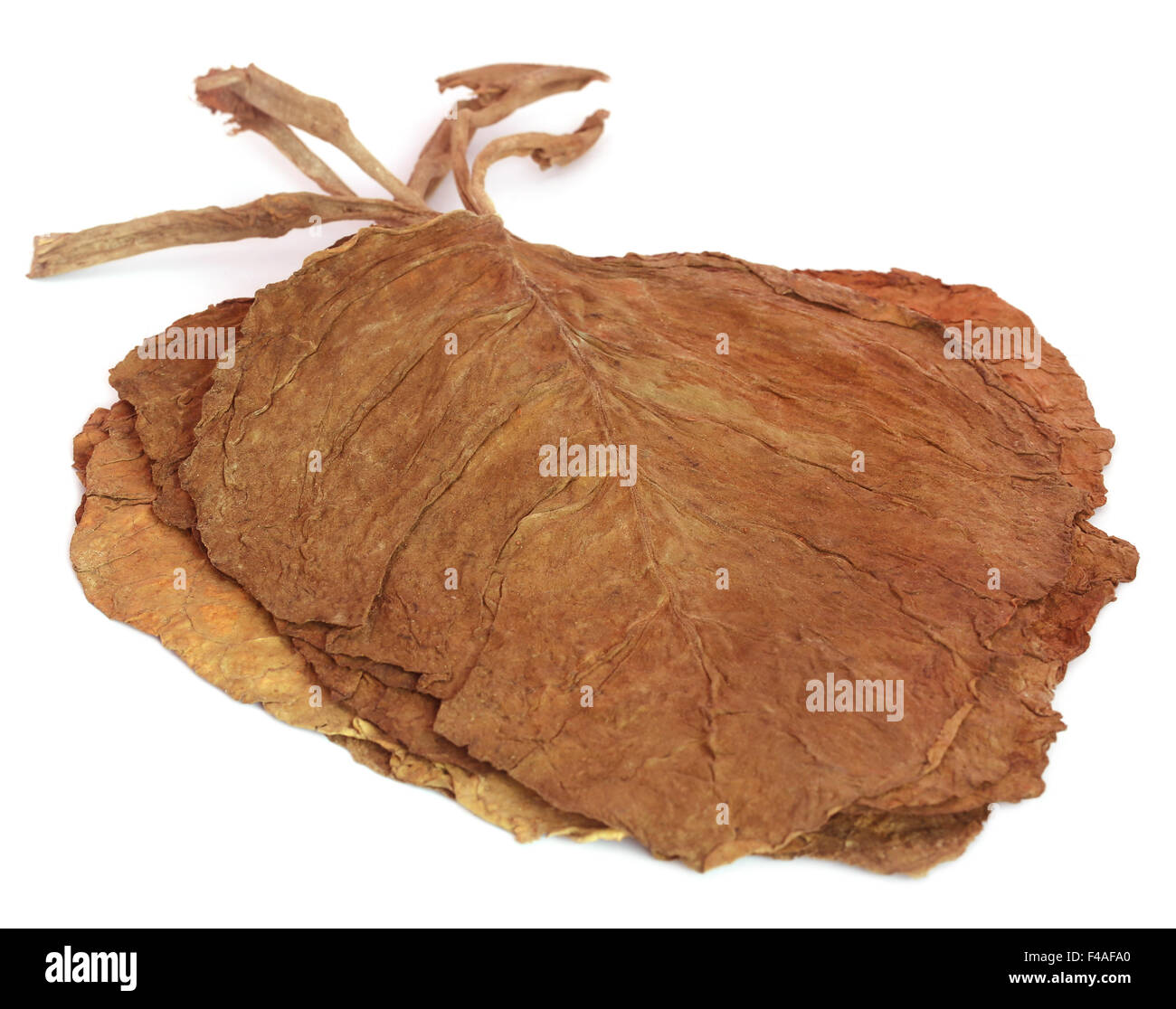 Tobacco leaf hi-res stock photography and images - Alamy