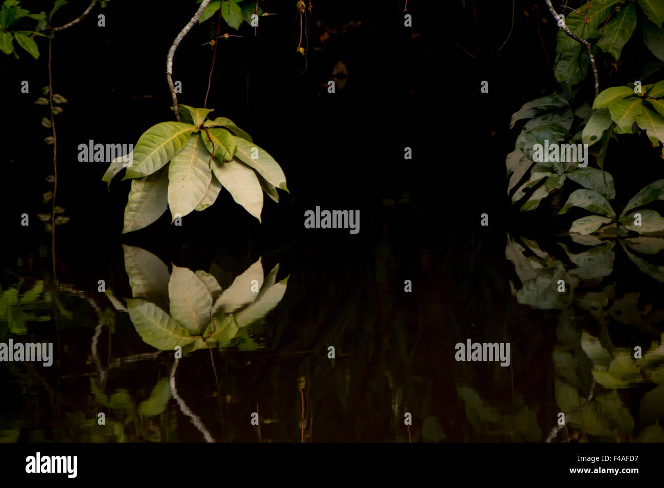 River mirror hi-res stock photography and images - Alamy