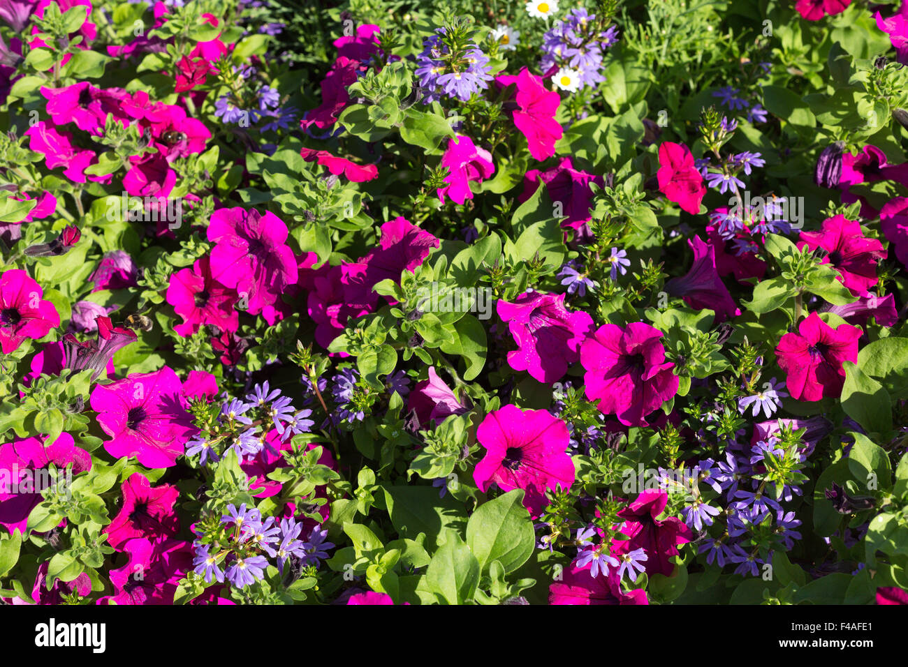background of violet flowers Stock Photo - Alamy