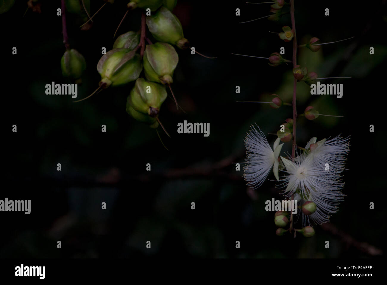 Seed of flower hi-res stock photography and images - Alamy