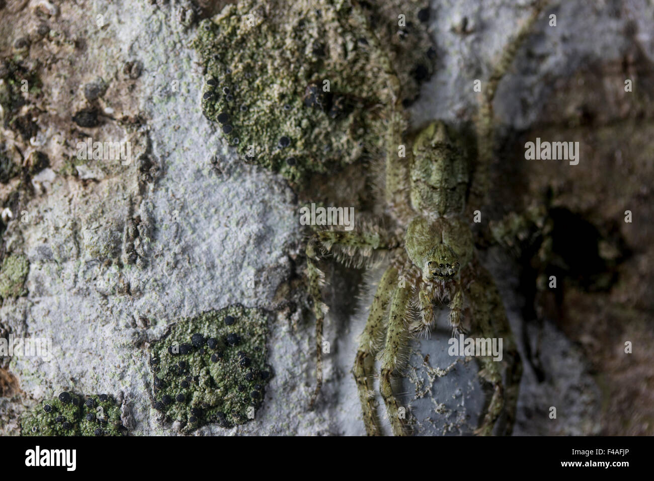 Extreme Camouflage III Stock Photo - Alamy