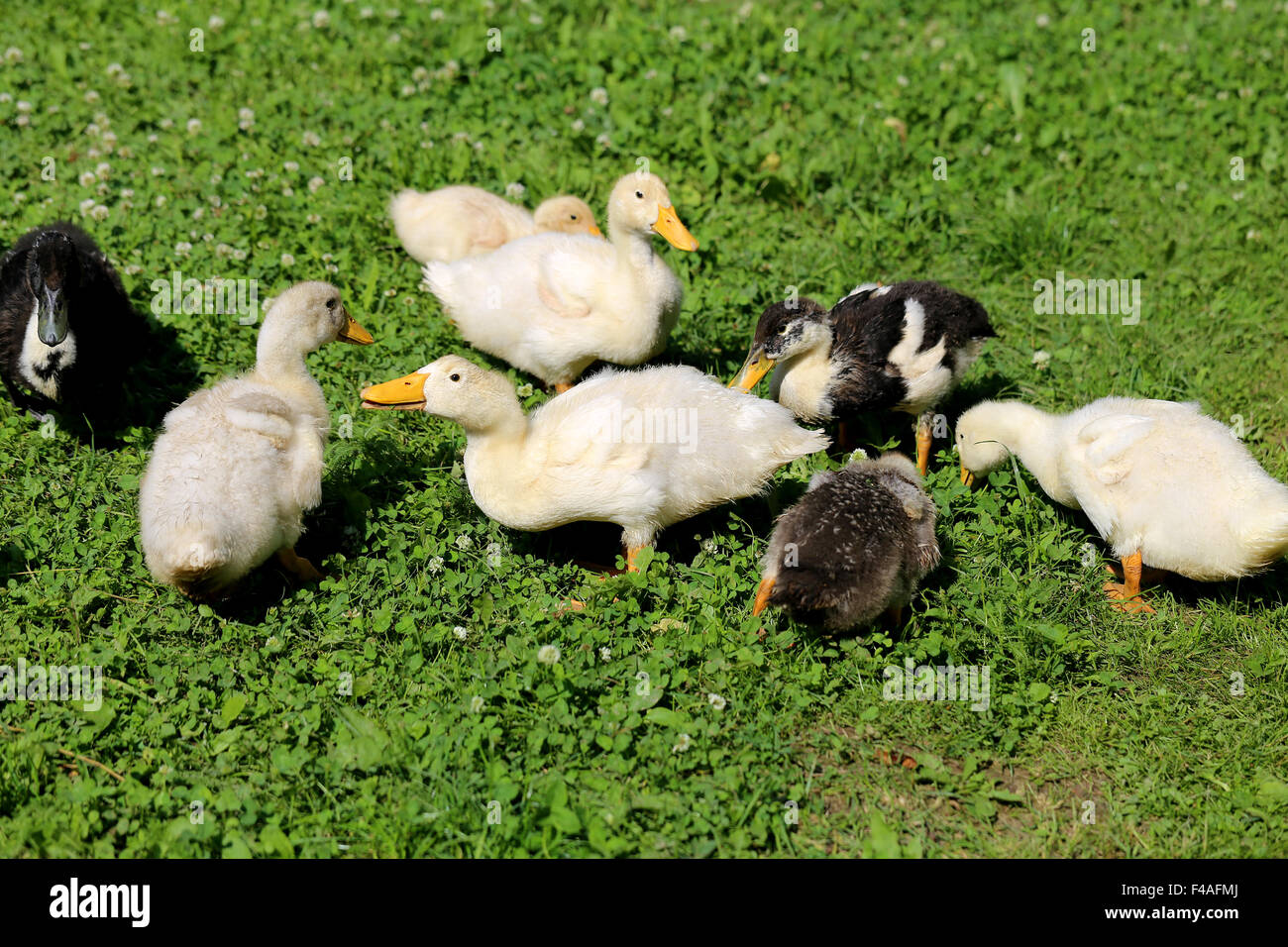 Beautiful ducks on a farm photographed close up Stock Photo - Alamy