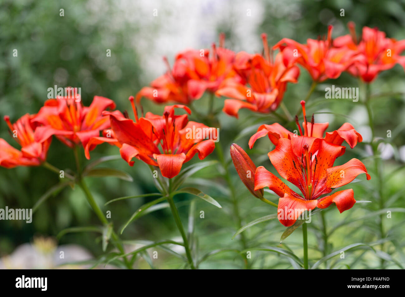 lovely red lily Stock Photo - Alamy